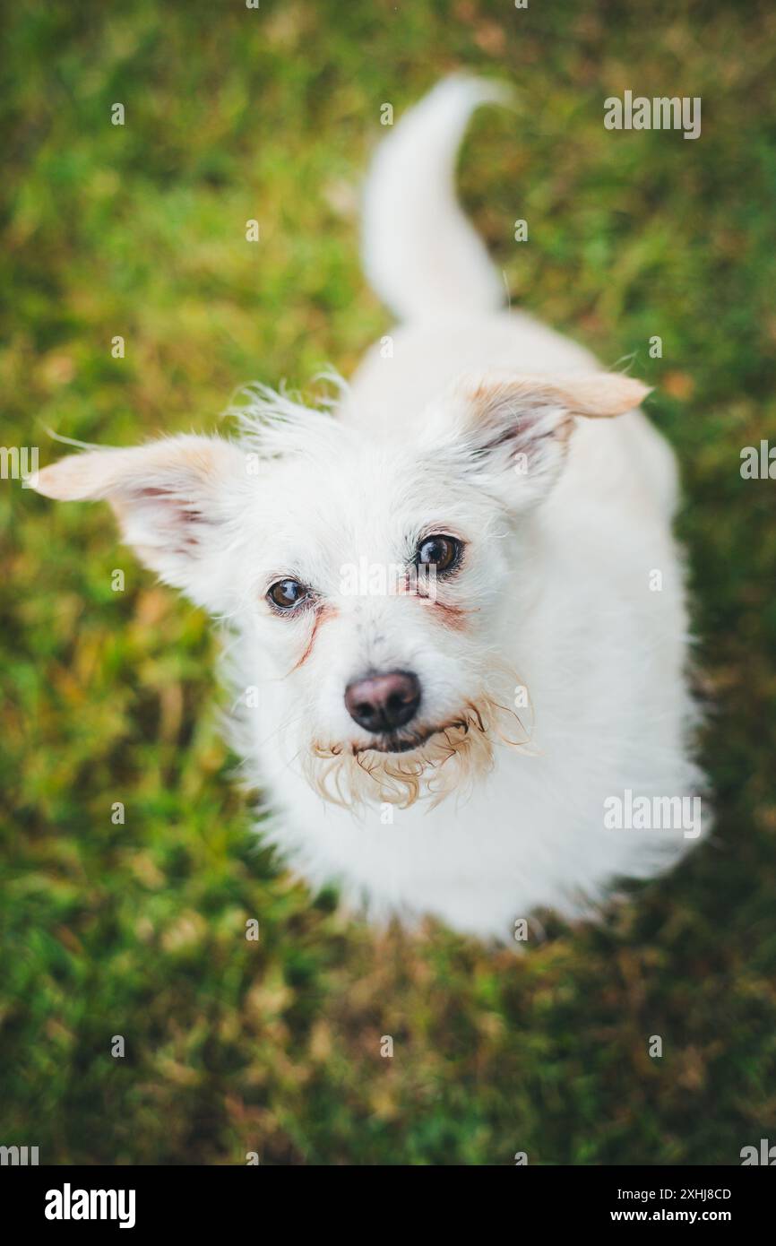 White mix dog Stock Photo - Alamy