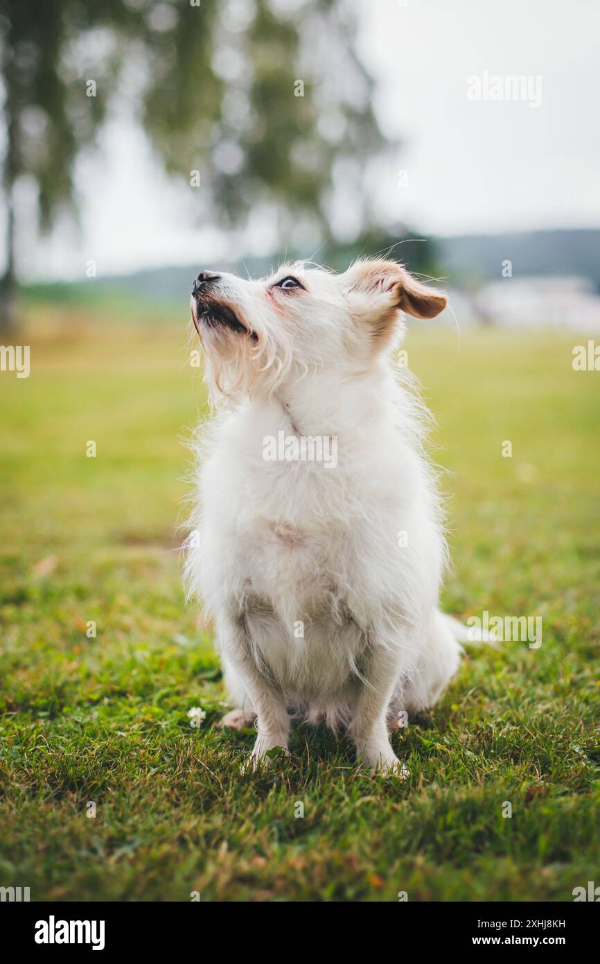 White mix hi-res stock photography and images - Alamy