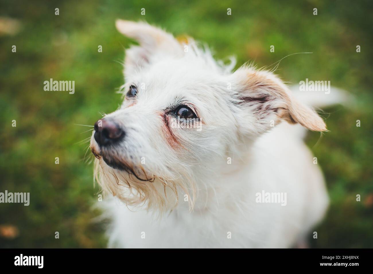 White mix dog Stock Photo - Alamy