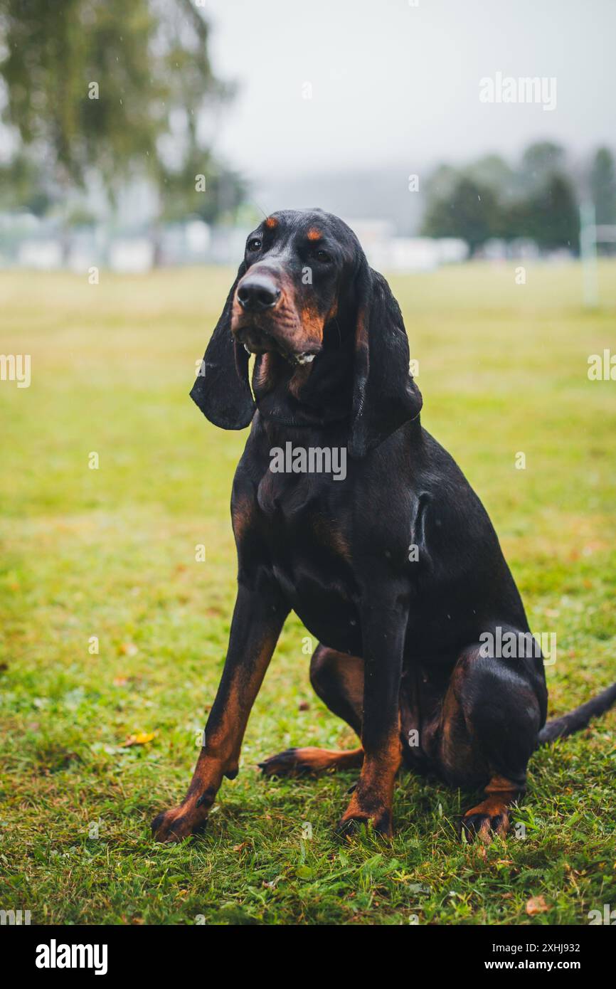 Black and Tan Coonhound Stock Photo - Alamy