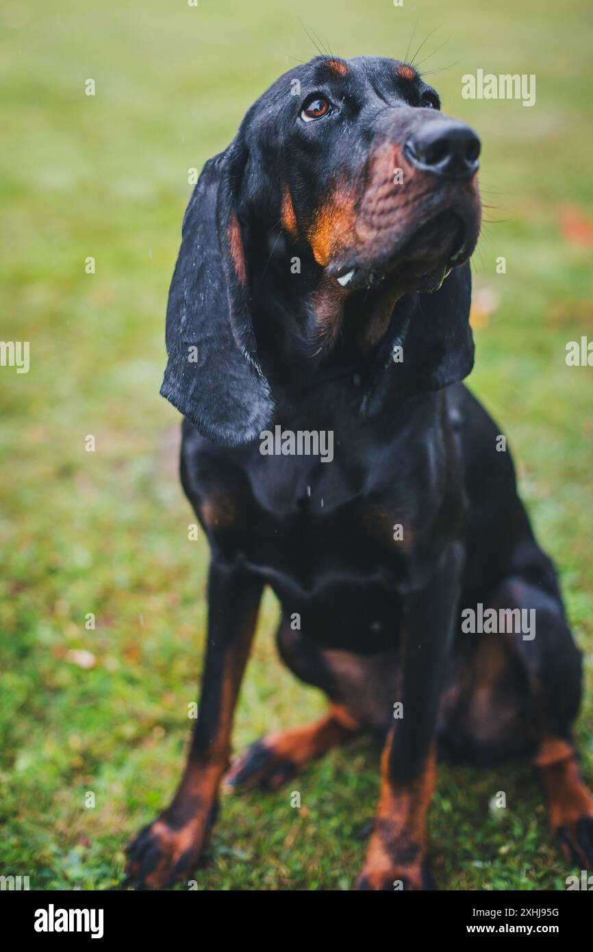 Black and Tan Coonhound Stock Photo - Alamy