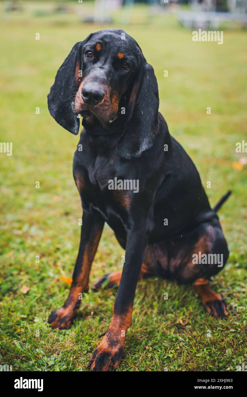Black and Tan Coonhound Stock Photo - Alamy