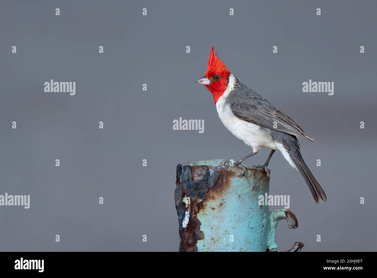 Crested cardinal hawaii hi-res stock photography and images - Alamy