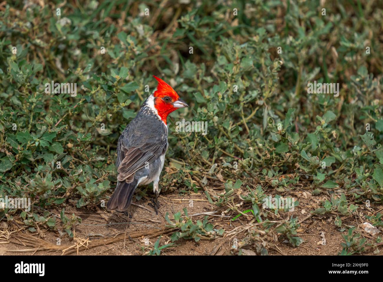 Red crested cardinal in hawaii hi-res stock photography and images - Alamy