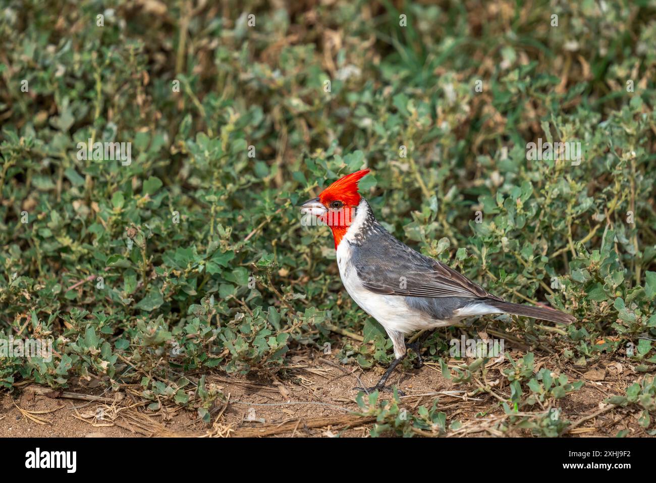 Red crested cardinal in hawaii hi-res stock photography and images - Alamy