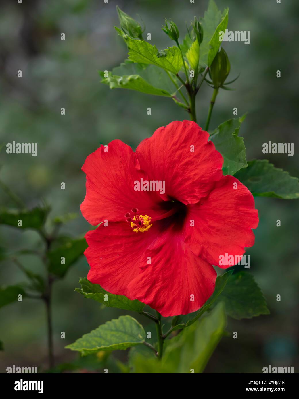 Red hawaii plants hi-res stock photography and images - Alamy