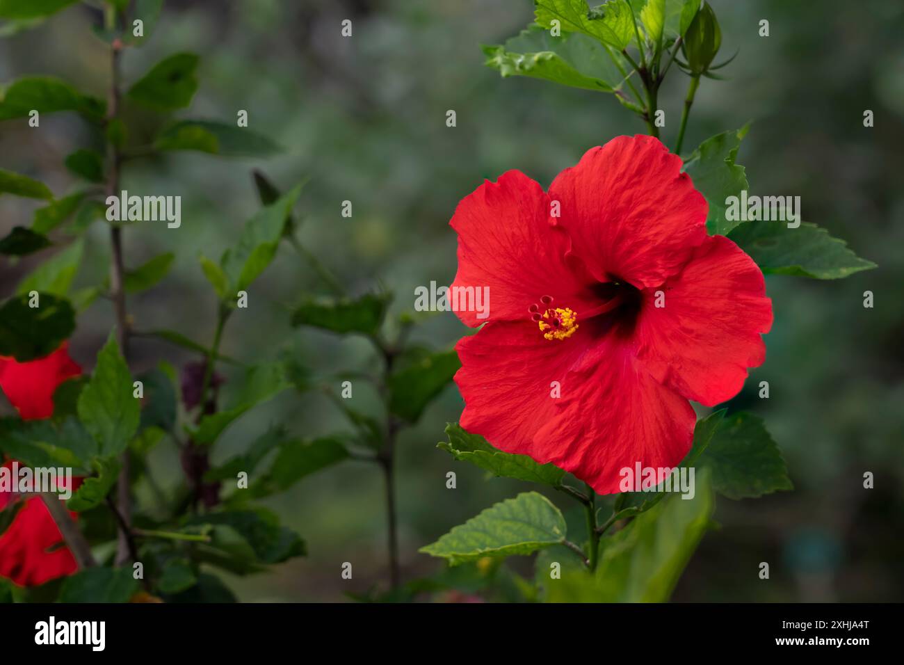 Red hibiscus flower botanical gardens hi-res stock photography and ...