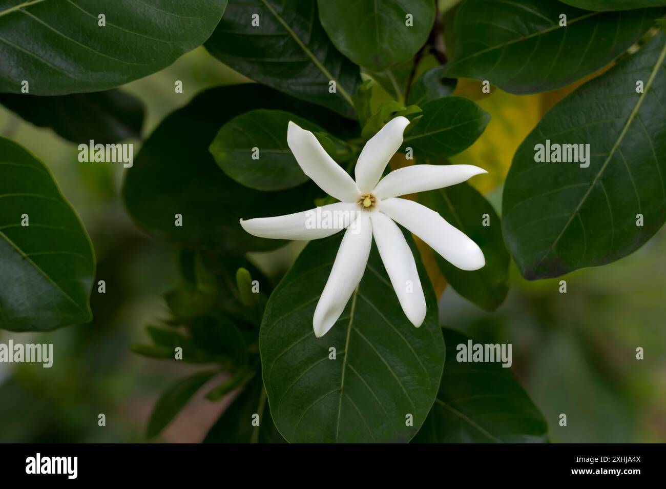 A Cape Jasmine flower in the Foster Botanical Gardens in Honolulu, Oahu ...