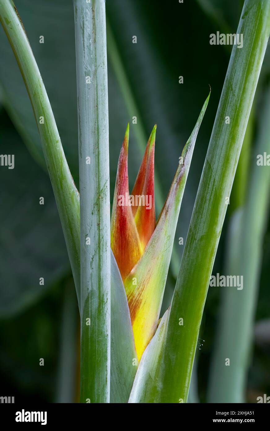 A Bird of Paradise bud in the Foster Botanical Gardens in Honolulu ...