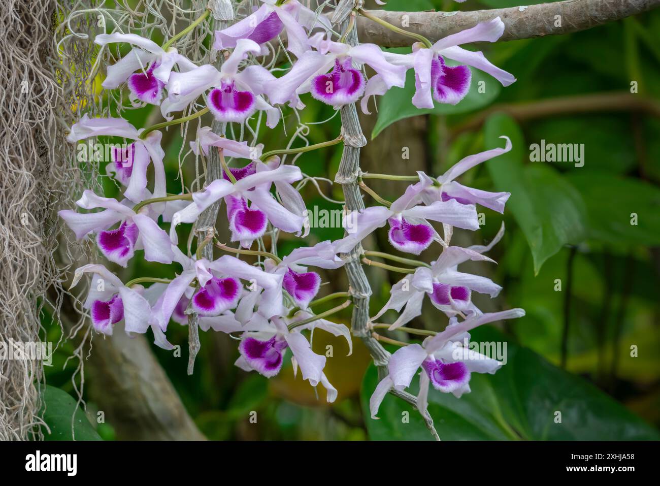 A Dendrobium orchid in the Foster Botanical Gardens in Honolulu, Oahu ...