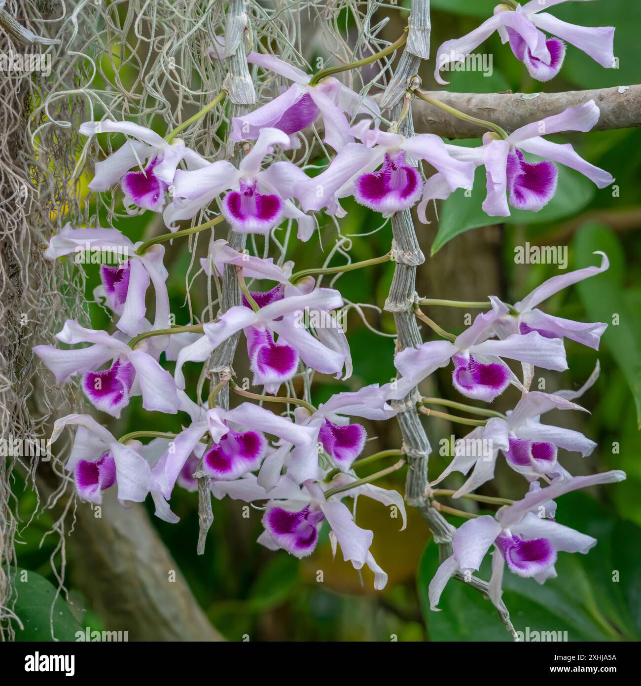 A Dendrobium orchid in the Foster Botanical Gardens in Honolulu, Oahu ...