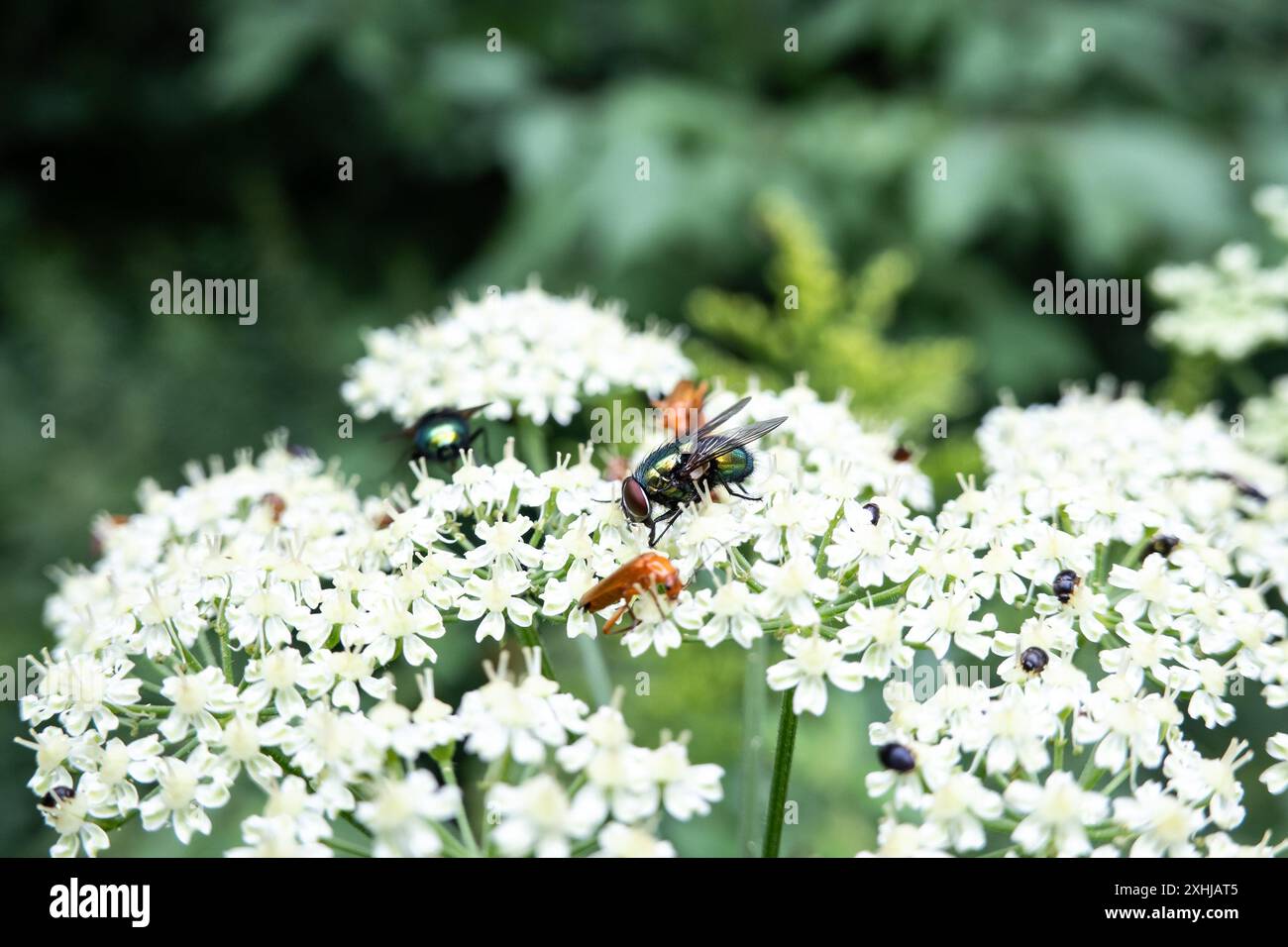 Common red soldier beetle (Rhagonycha fulva) and green bottle fly on ...