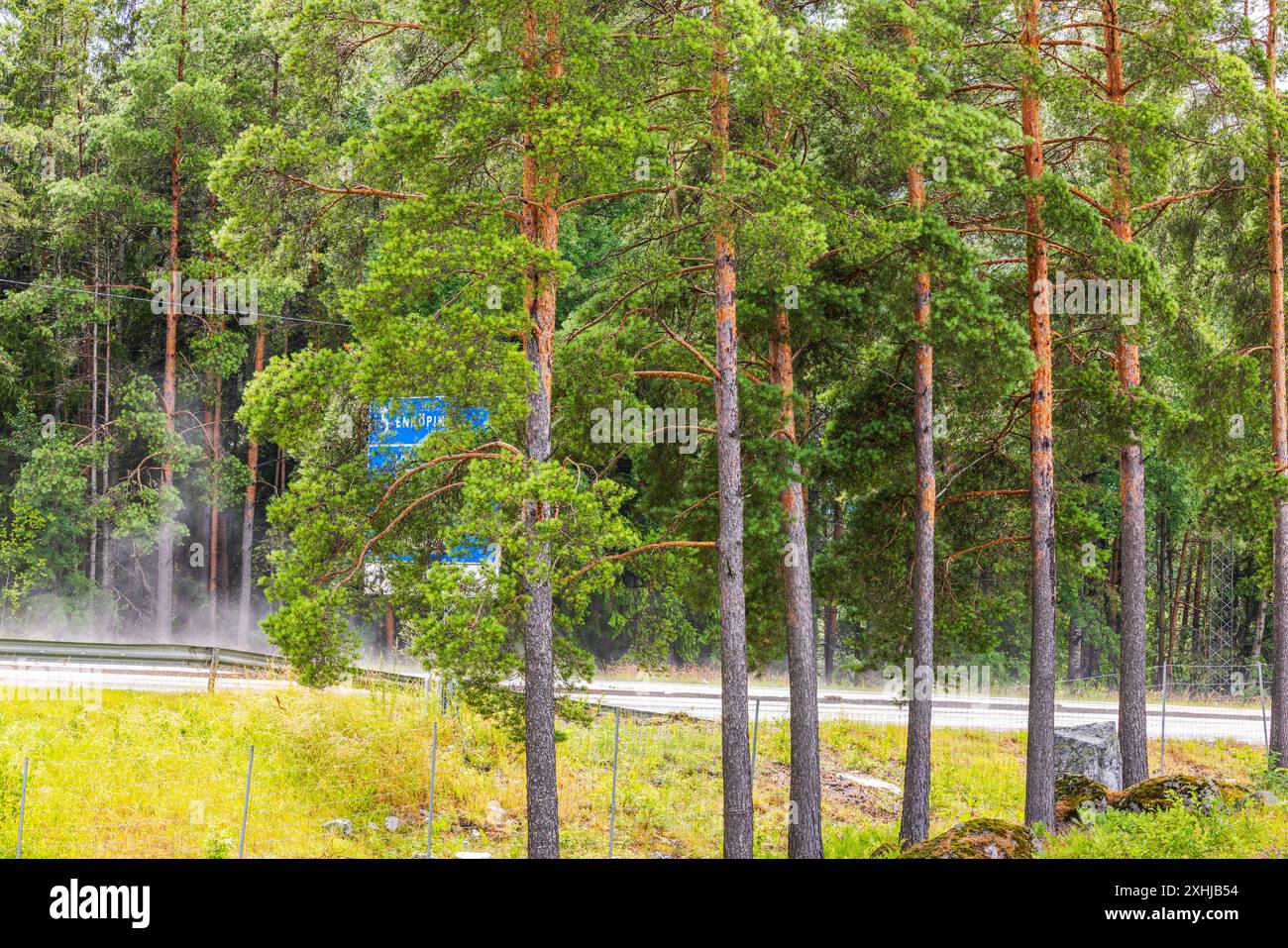 Forest scene with tall pine trees next to highway, with blue road sign ...