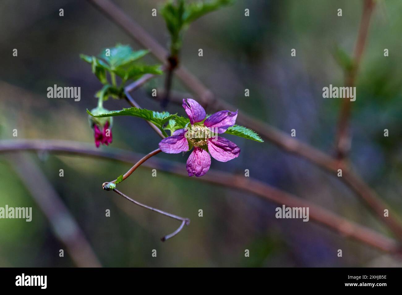 Green open petals hi-res stock photography and images - Alamy