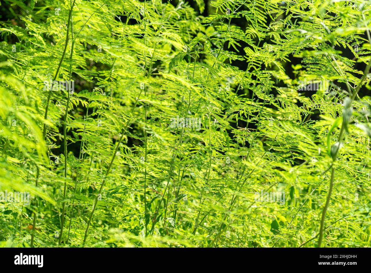 Light green foliage with plenty of density and confusion Stock Photo ...