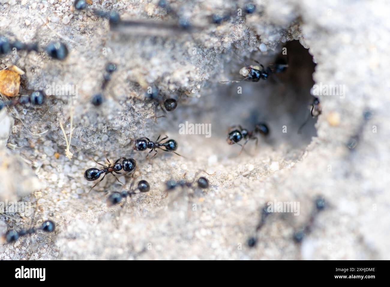 Macro photography of a round hole anthill with ants in focus and others ...