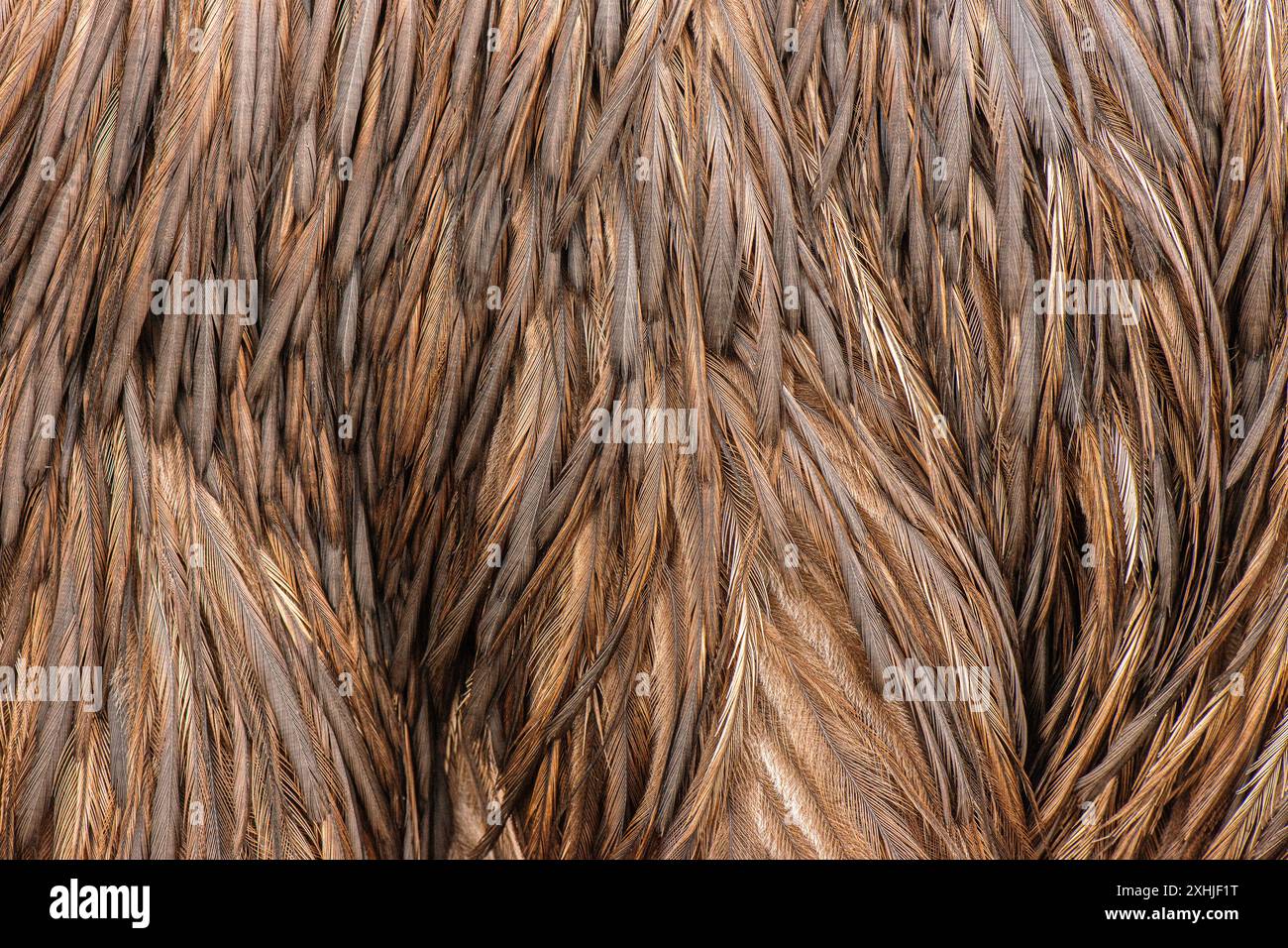 Detailed closeup pattern and texture macro photo of an Australian Emu’s ...