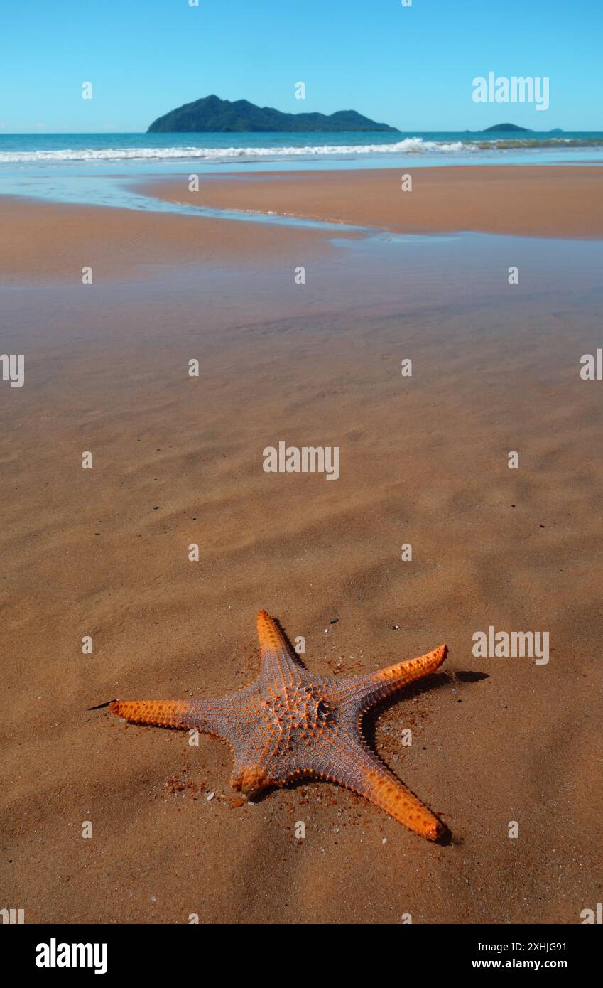 Starfish (Pentaceraster sp.) on beach at low tide, Mission Beach, with ...