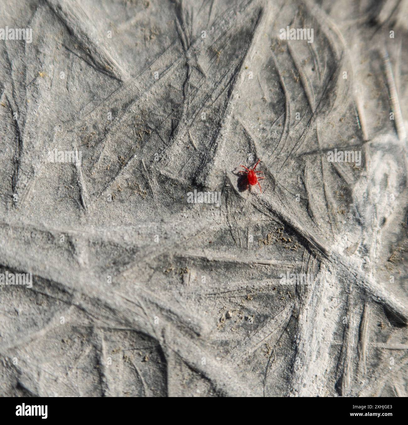 Clover mite running over a grey surface Stock Photo - Alamy