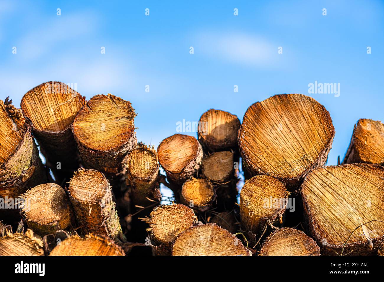 Large pile of wood logs Stock Photo - Alamy