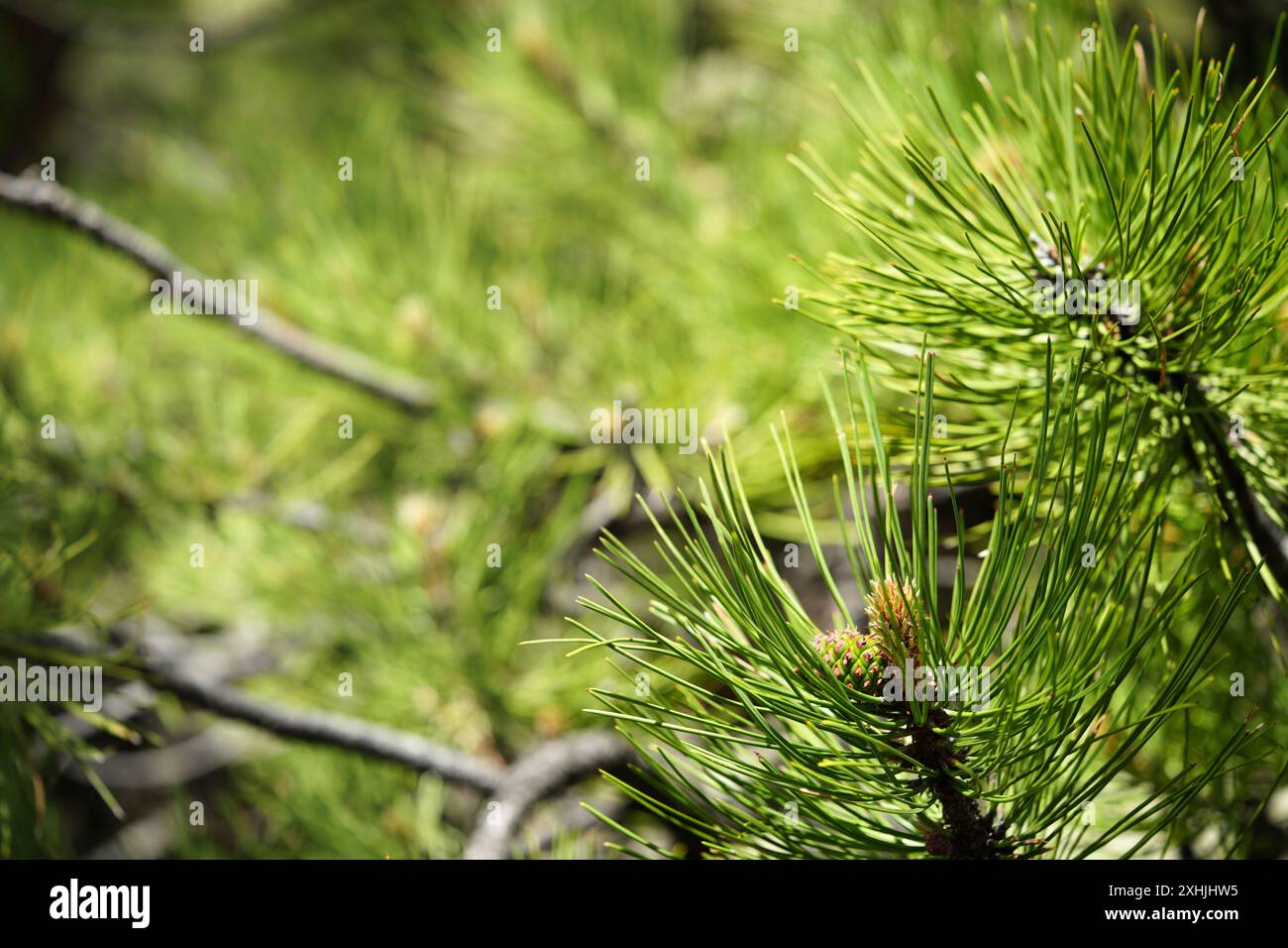Lodgepole Pine - spring shoot with immature seed cone Stock Photo - Alamy