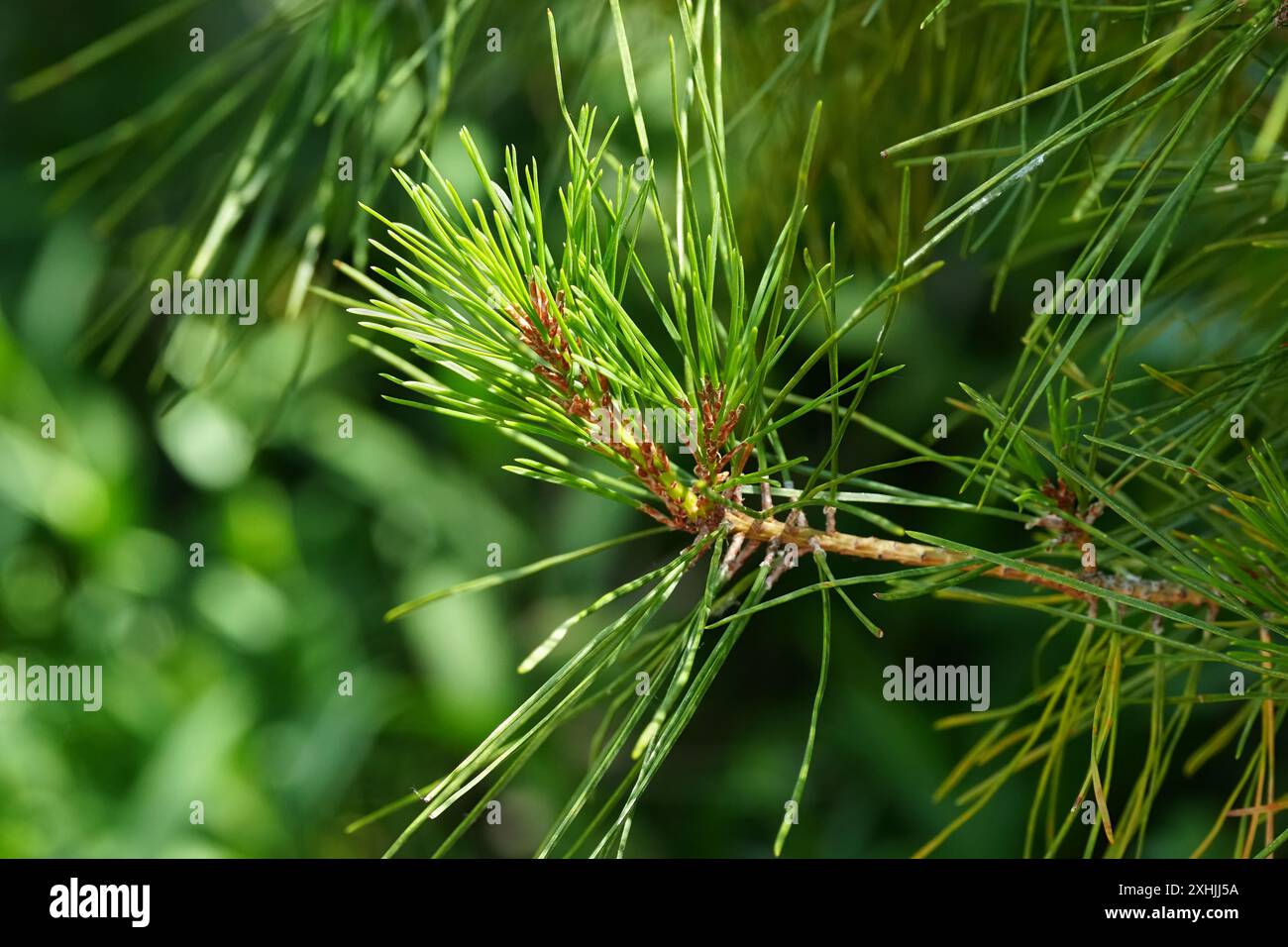 Japanese red pine pinus densiflora hi-res stock photography and images ...