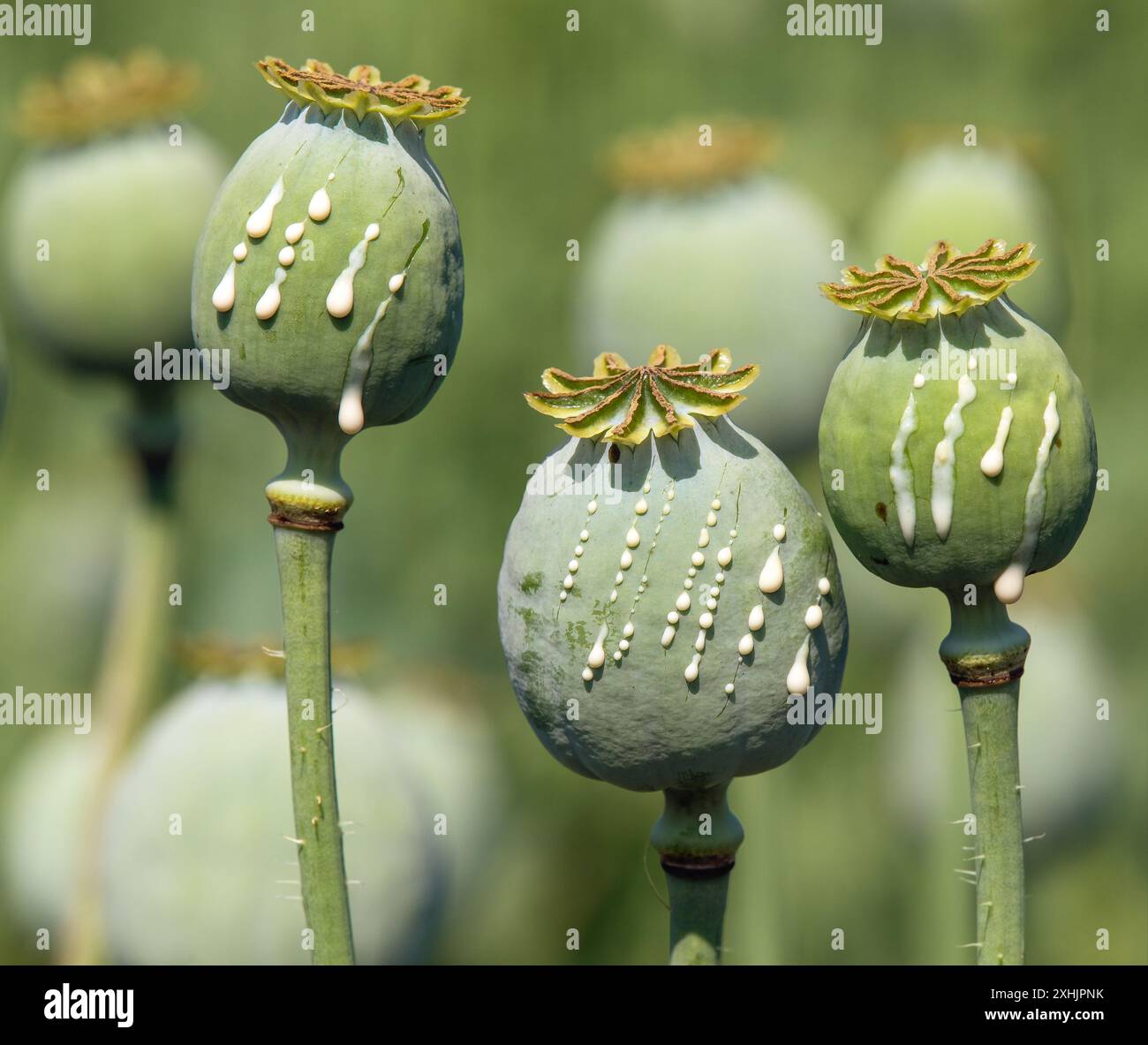 Detail of opium poppy heads, in latin papaver somniferum, immature ...