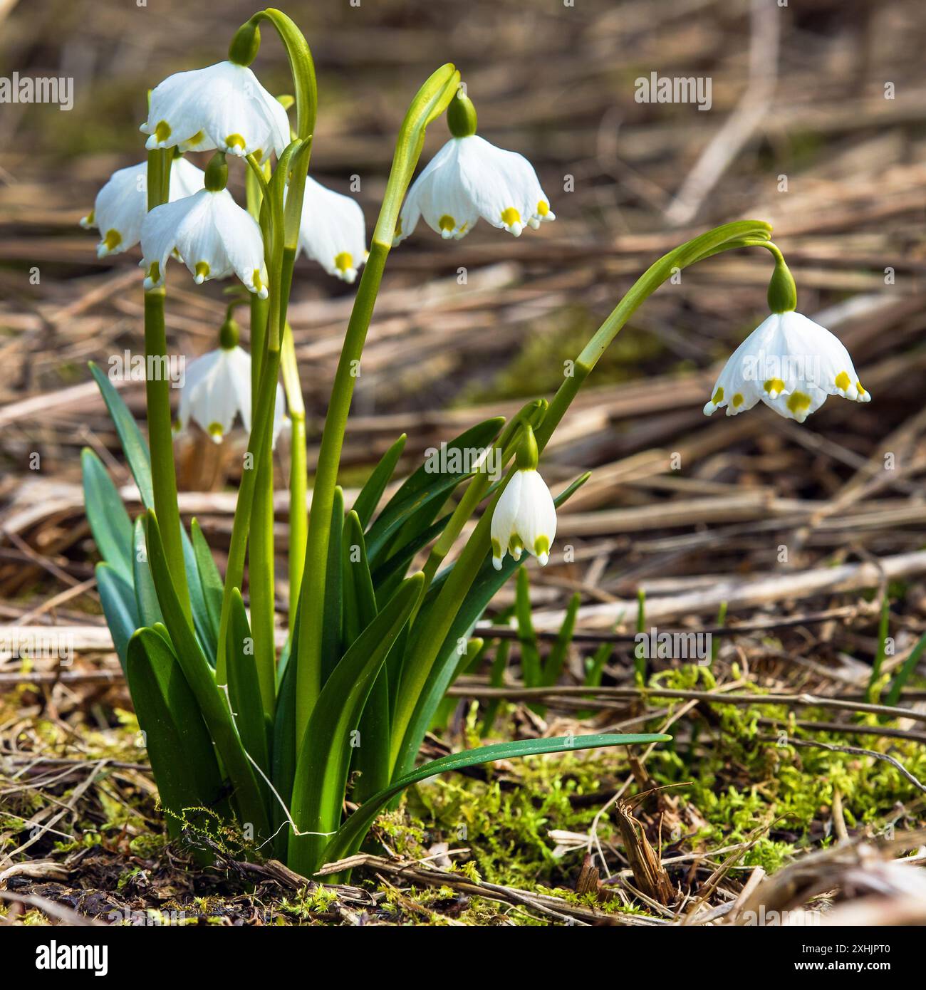 spring snowflake flowers in latin leucojum vernum Stock Photo - Alamy