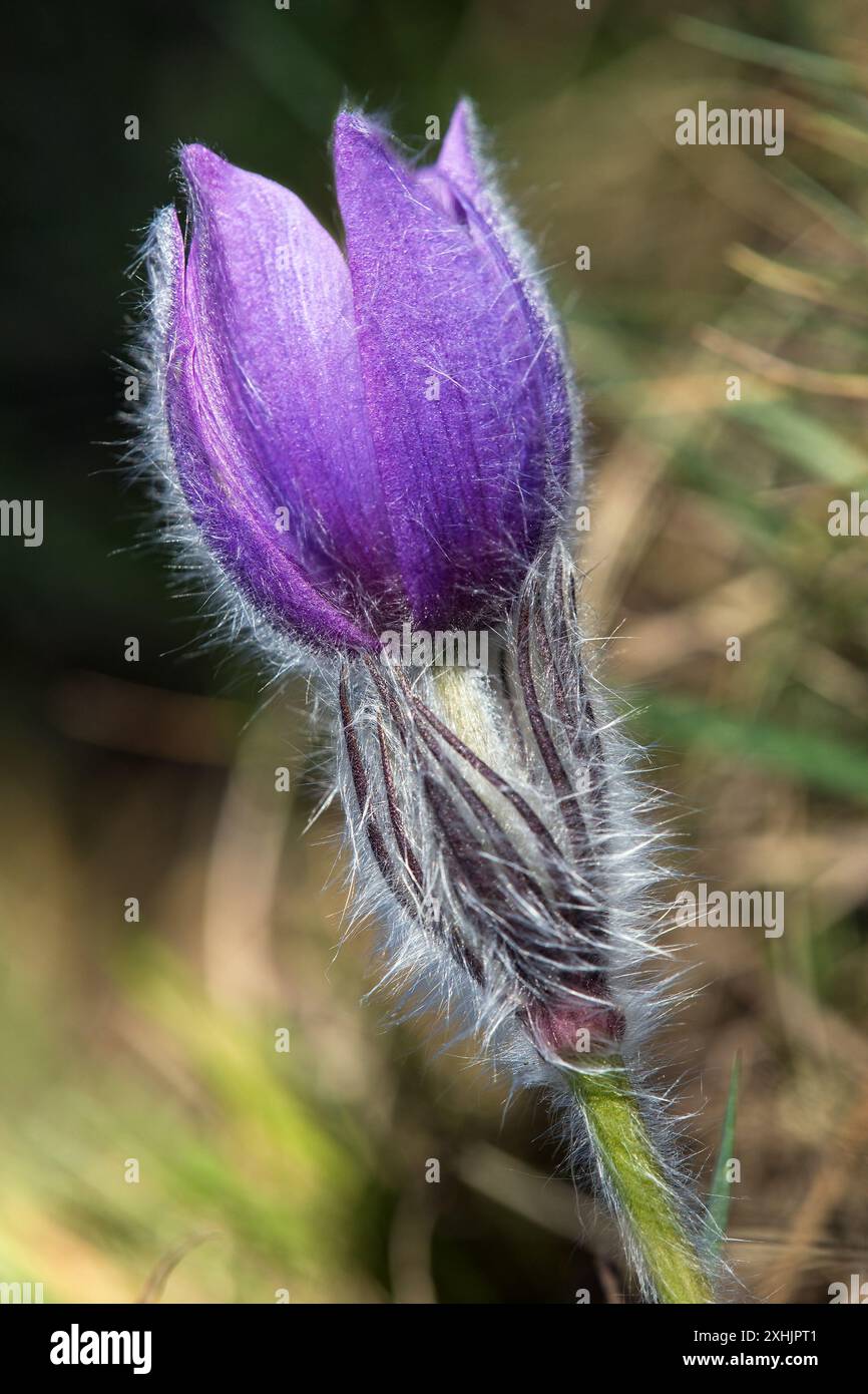 Pasqueflower, Beautiful blue flower of greater pasque flower or ...