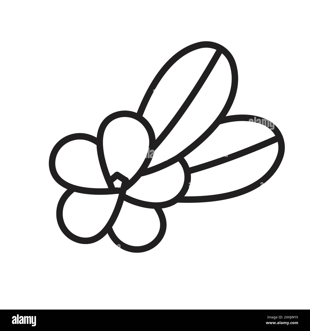 Araliya flower icon Black line art vector in black and white outline ...