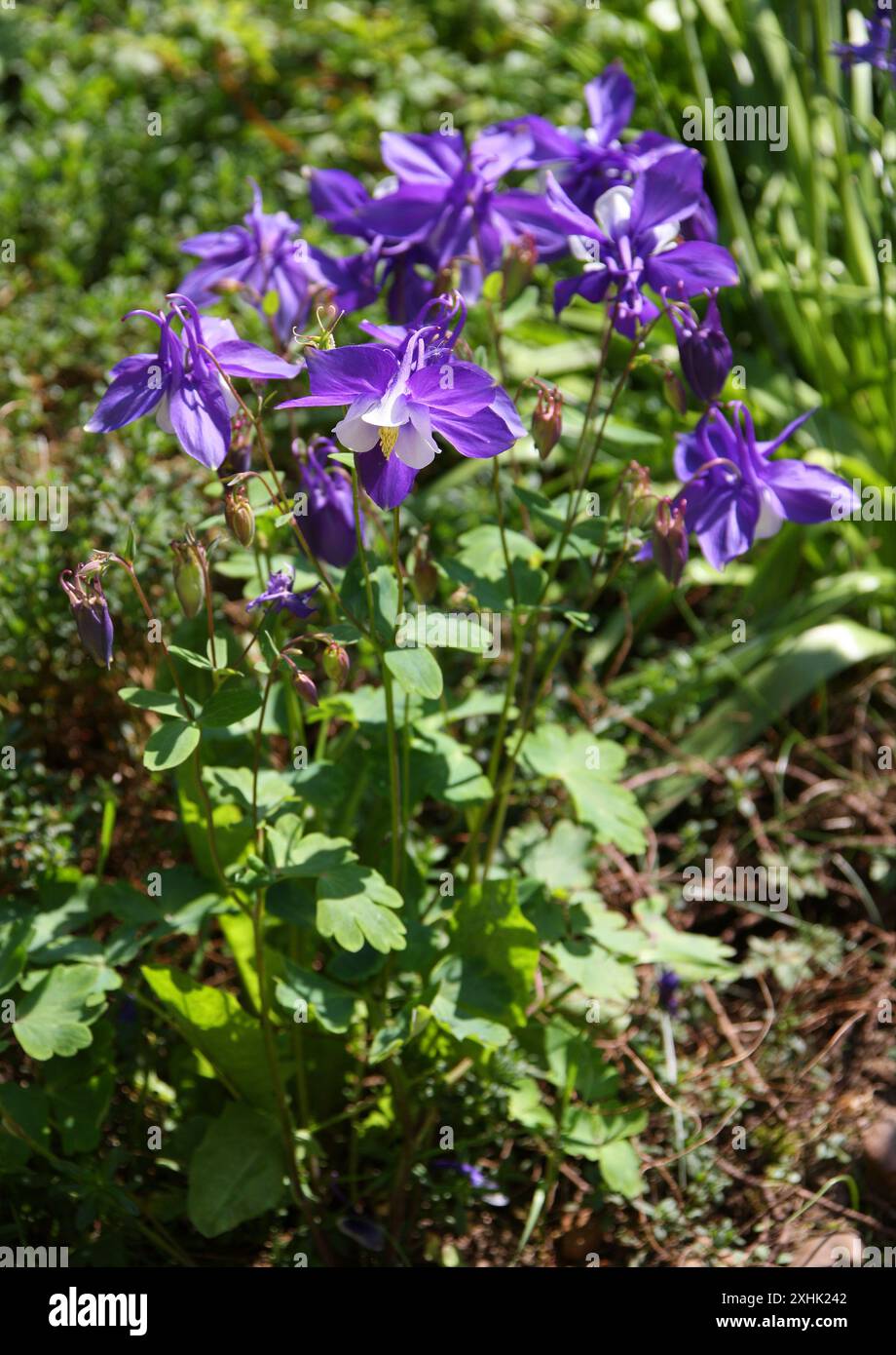 Colorado Columbine, Rocky Mountain Columbine, or Blue Columbine ...