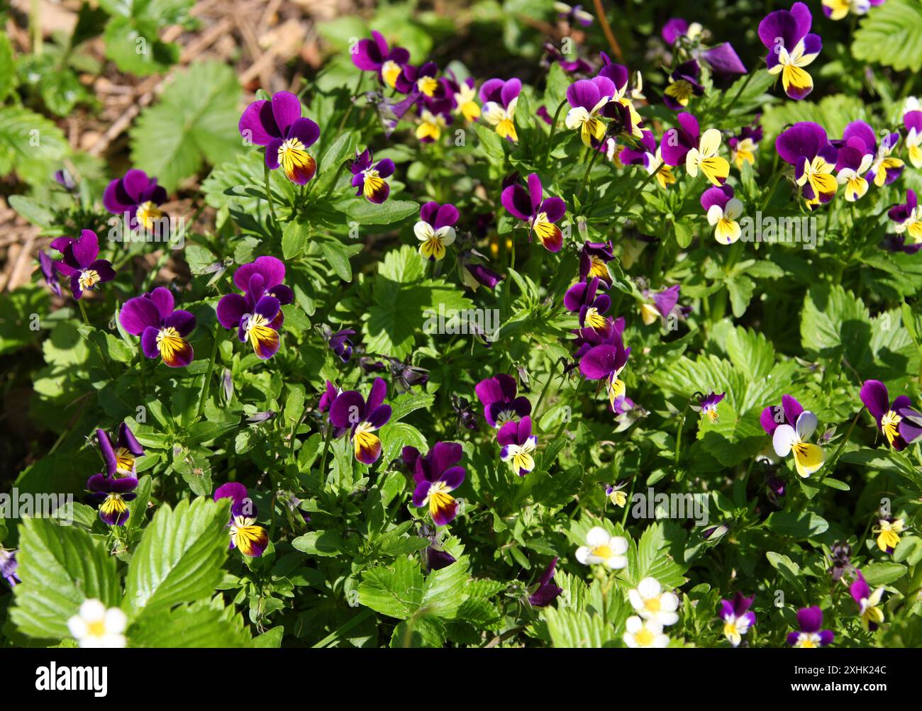 Viola tricolor wild hi-res stock photography and images - Alamy