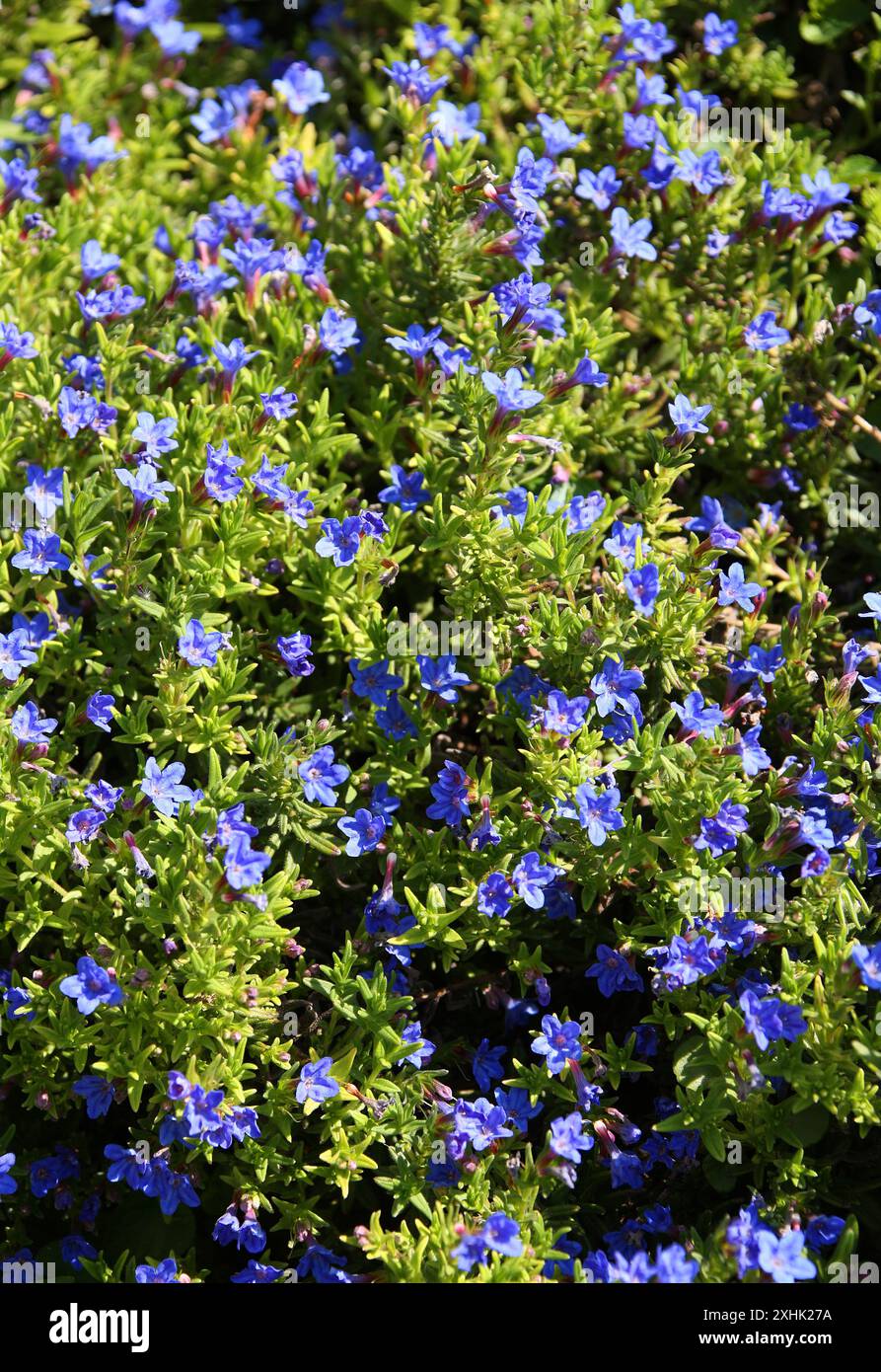Purple Gromwell, Glandora diffusa, 'Heavenly Blue', syn. Lithodora ...