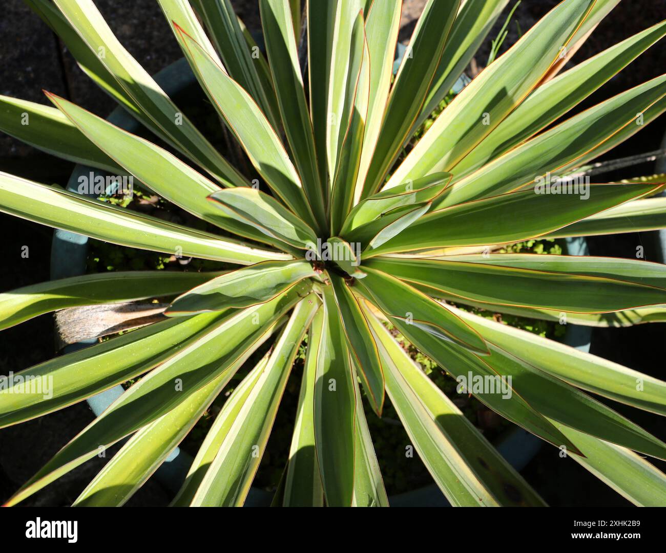 Pot plant variegated leaf hi-res stock photography and images - Alamy