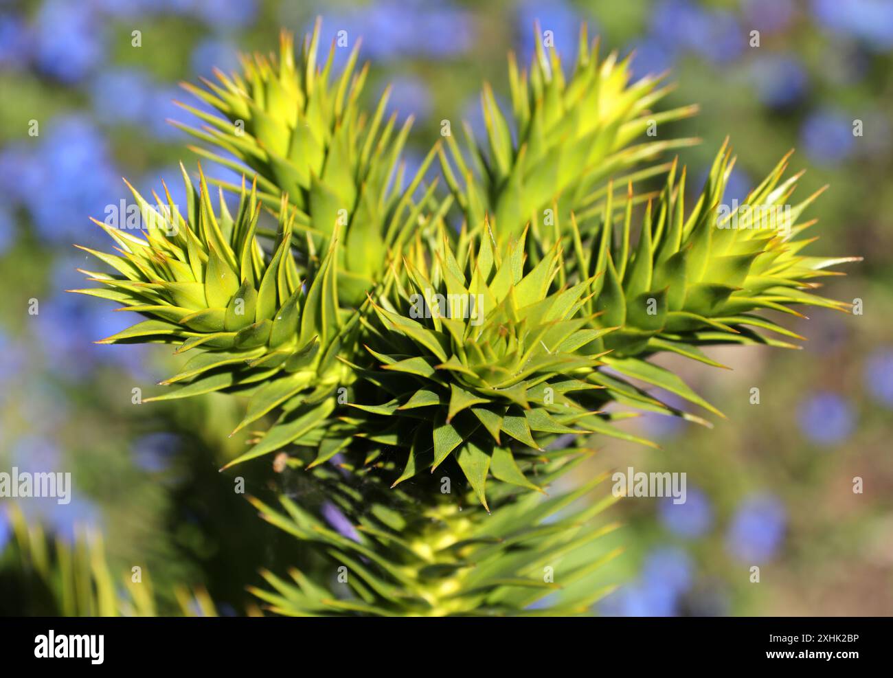 Pine tree shrub garden hi-res stock photography and images - Alamy
