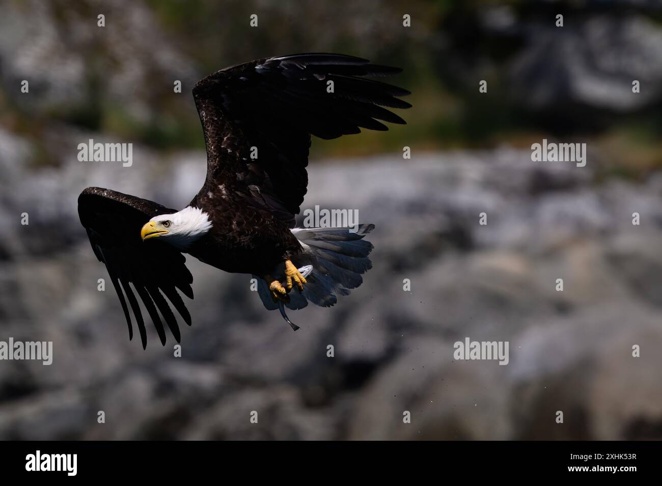 Bald Eagle fishing for Hake in Campbell River, Vancouver Island Stock ...