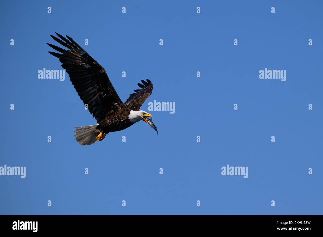 Bald Eagle (Haliaeetus leucocephalus) eating a Hake fish in flight in ...