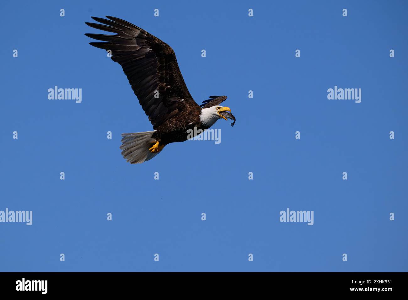 Bald Eagle (Haliaeetus leucocephalus) eating a Hake fish in flight in ...