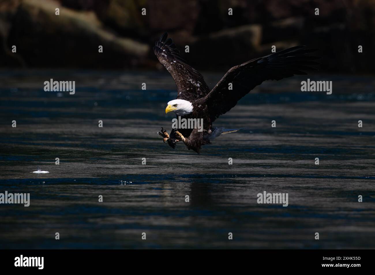 Bald Eagle (Haliaeetus leucocephalus) fishing for hake in Cambell river ...