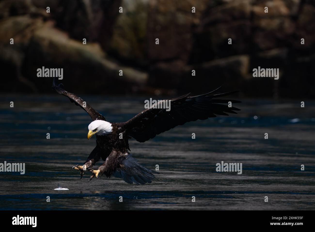 Eagle and fish hi-res stock photography and images - Alamy