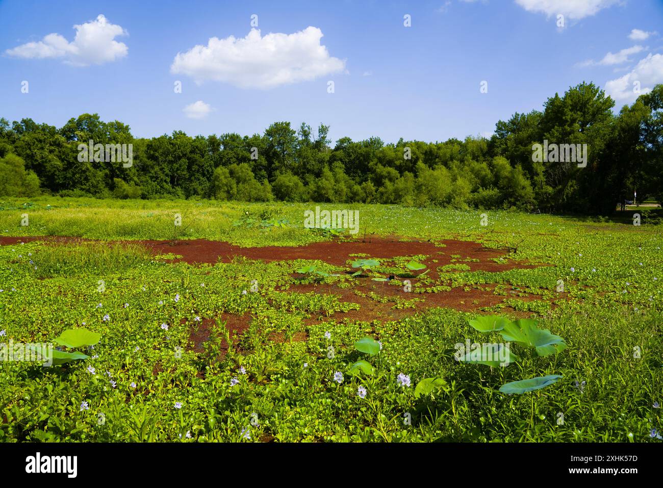 A beautiful shot of a wetland surrounded by water plants at Cullinan ...
