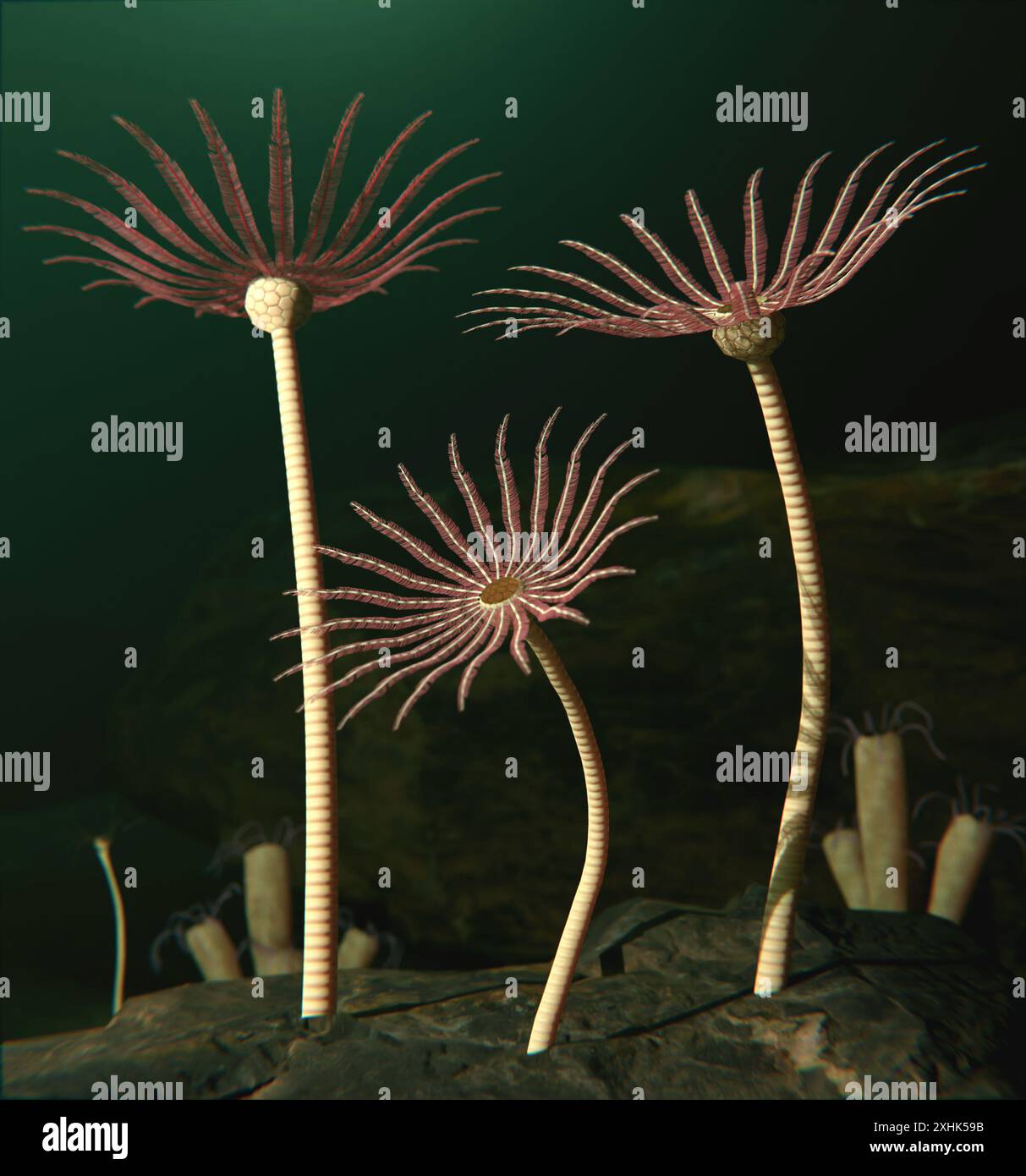 An illustration of the extinct Crinoids of the Silurian 418 million ...