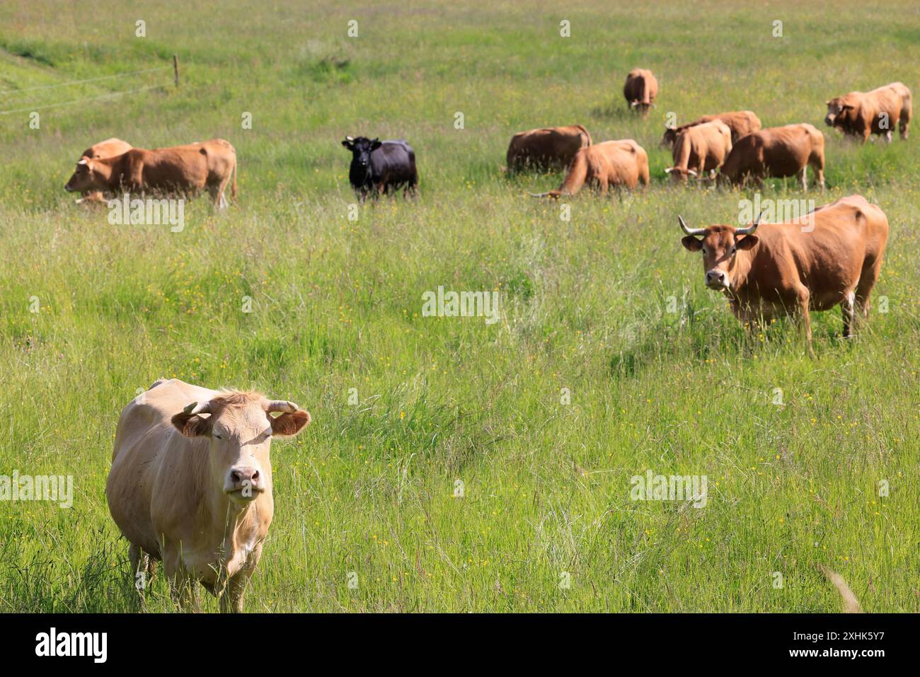 Limousin beef cows in the Limousin countryside. Cattle farming and meat ...