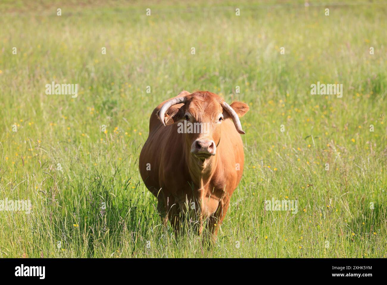 Limousin beef cows in the Limousin countryside. Cattle farming and meat ...