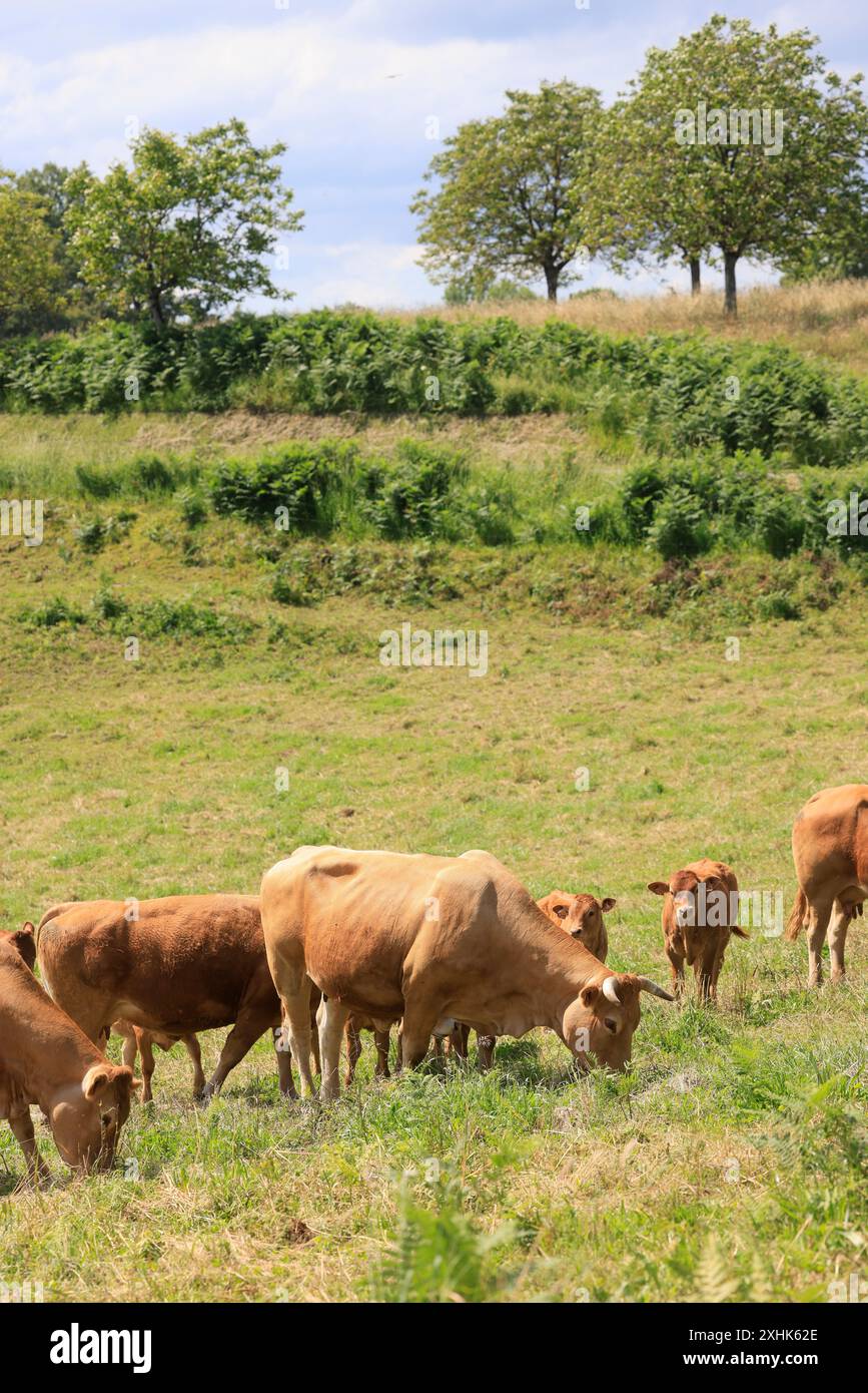 Limousin beef cows in the Limousin countryside. Cattle farming and meat ...