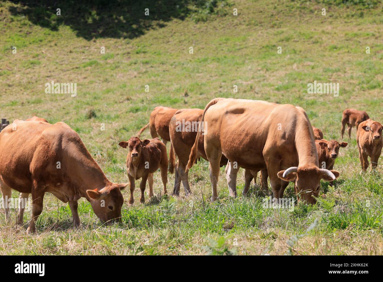 Limousin beef cows in the Limousin countryside. Cattle farming and meat ...