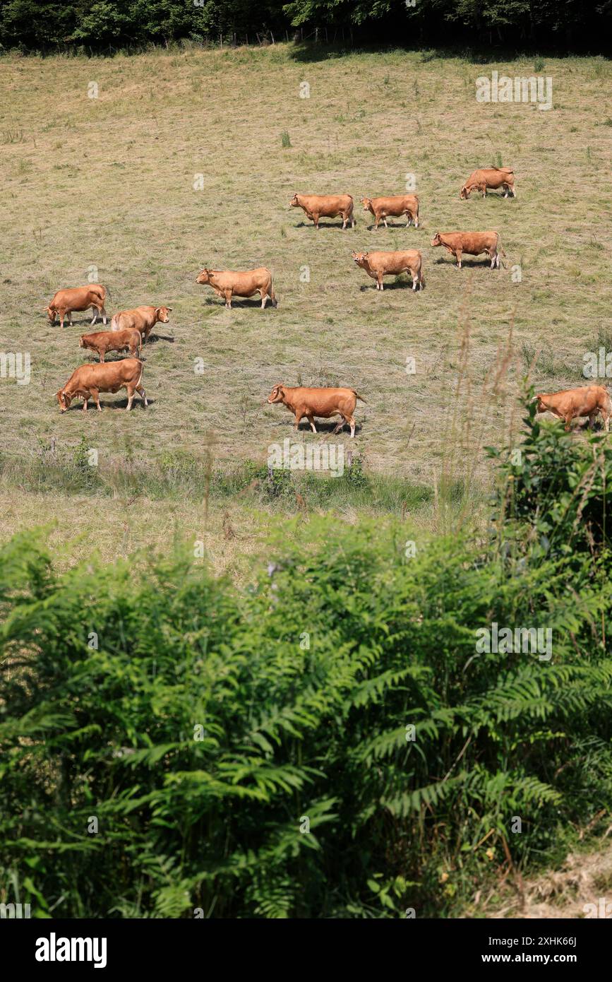Limousin beef cows in the Limousin countryside. Cattle farming and meat ...