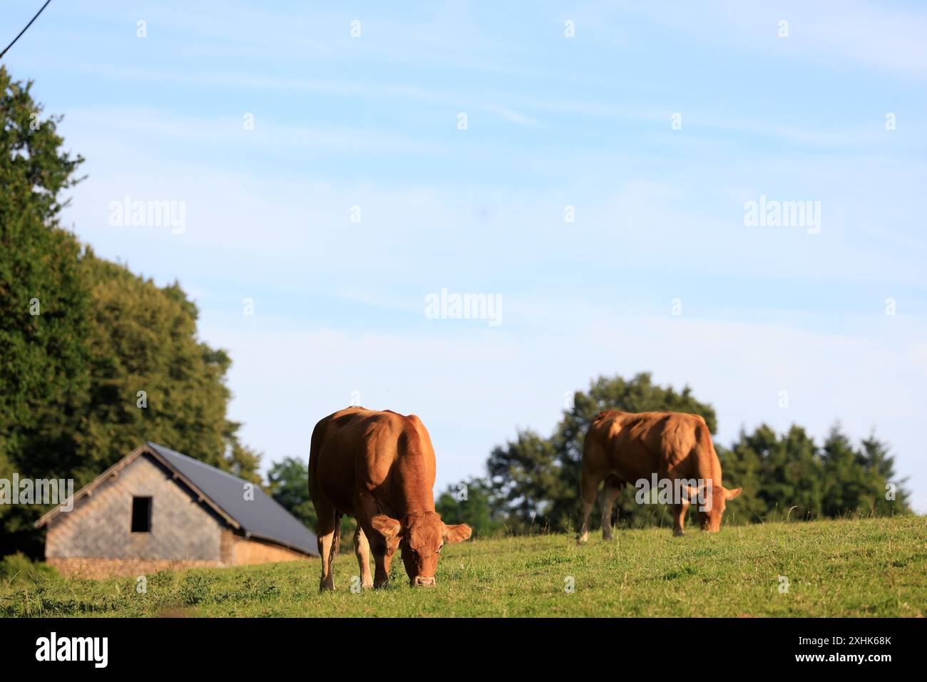 Limousin beef cows in the Limousin countryside. Cattle farming and meat ...