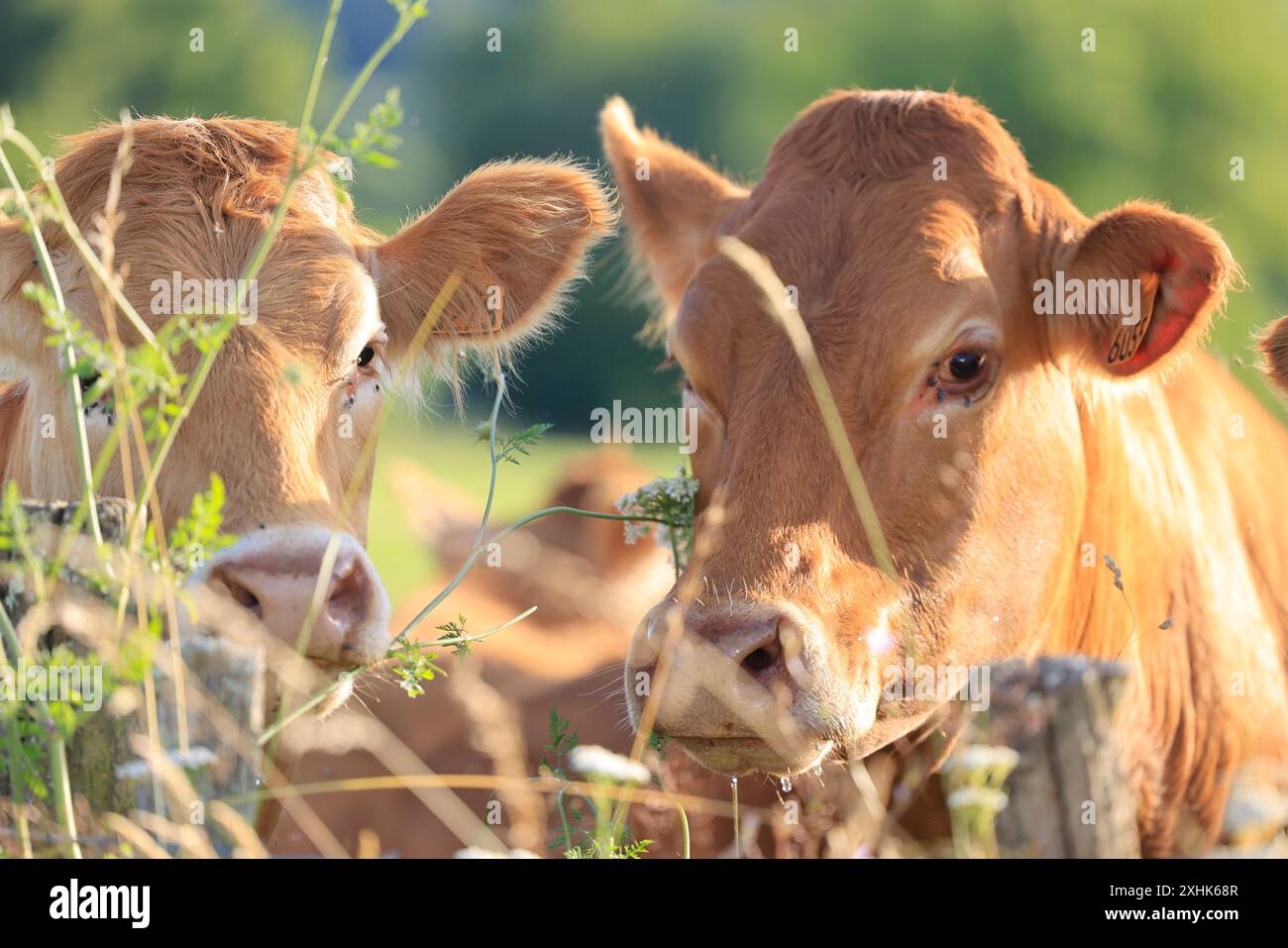 Methane emissions europe hi-res stock photography and images - Alamy