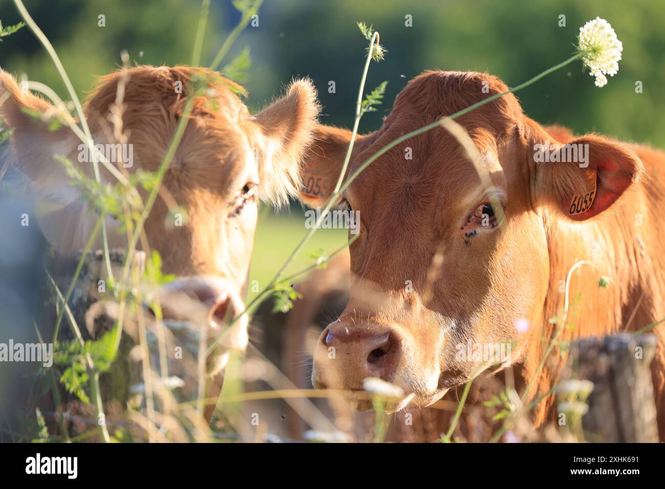 Cow fart pollution hi-res stock photography and images - Alamy